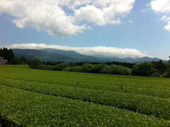 Matcha FAQ - My Matcha Life